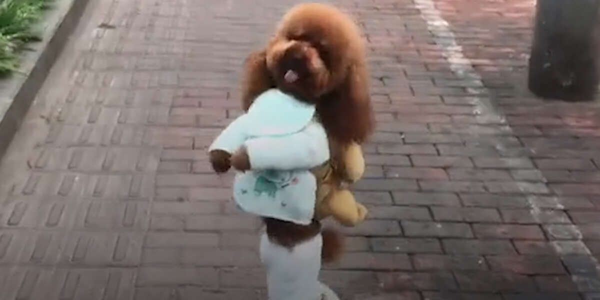 The Little Dog Going Viral Actually Isn't Cute - Videos - The Dodo