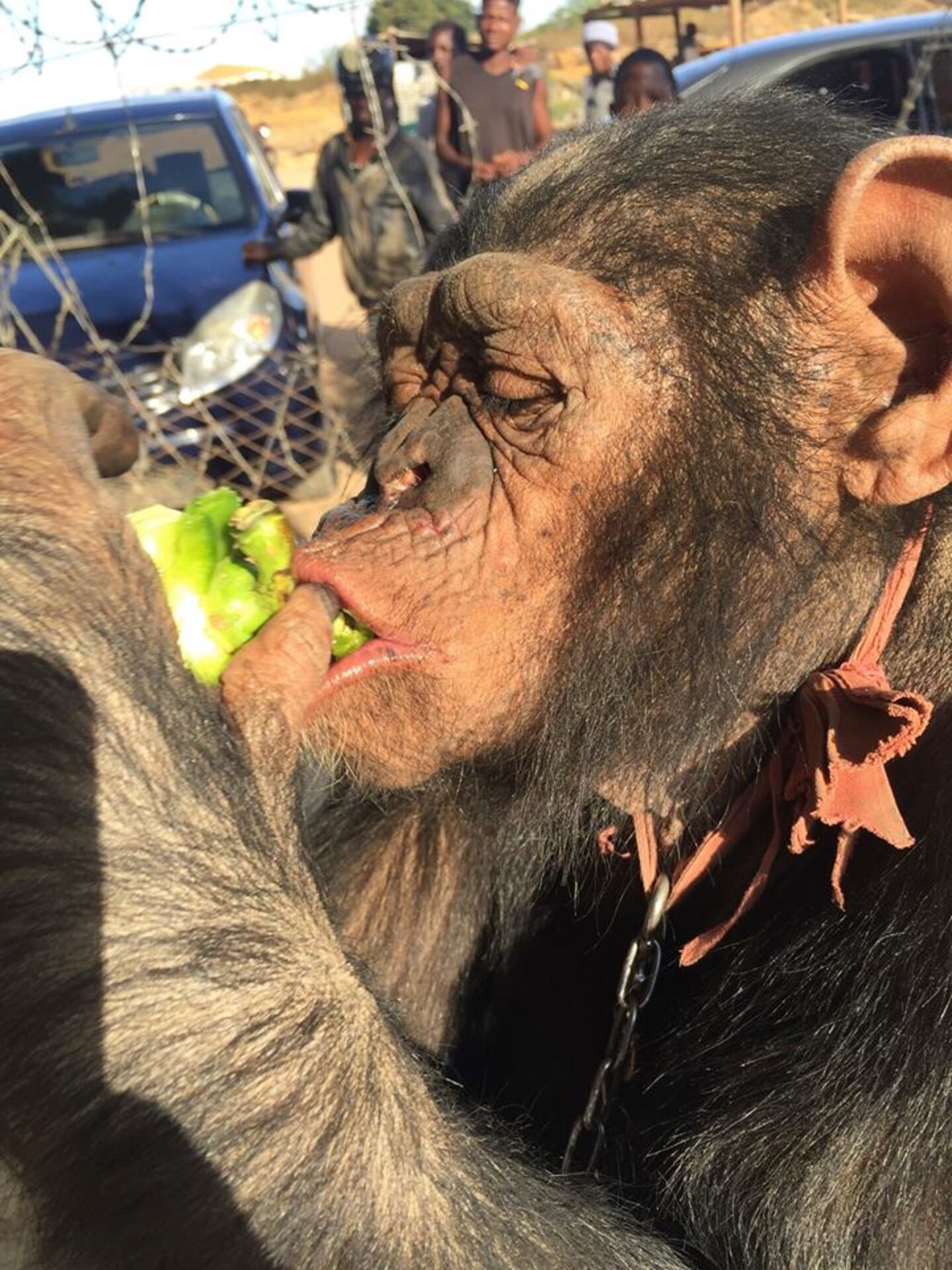 Chimp Who Spent Years Chained To A Tree Hugs The Man Who Saved Her ...