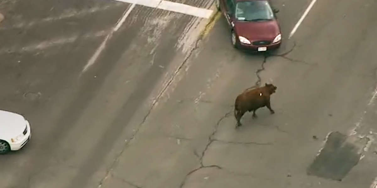 Cows Who Escaped From Slaughterhouse Are Finally Safe - Videos - The Dodo