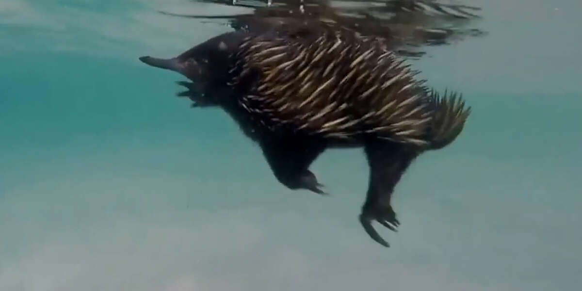 Animals You Didn't Know Could Swim - Videos - The Dodo