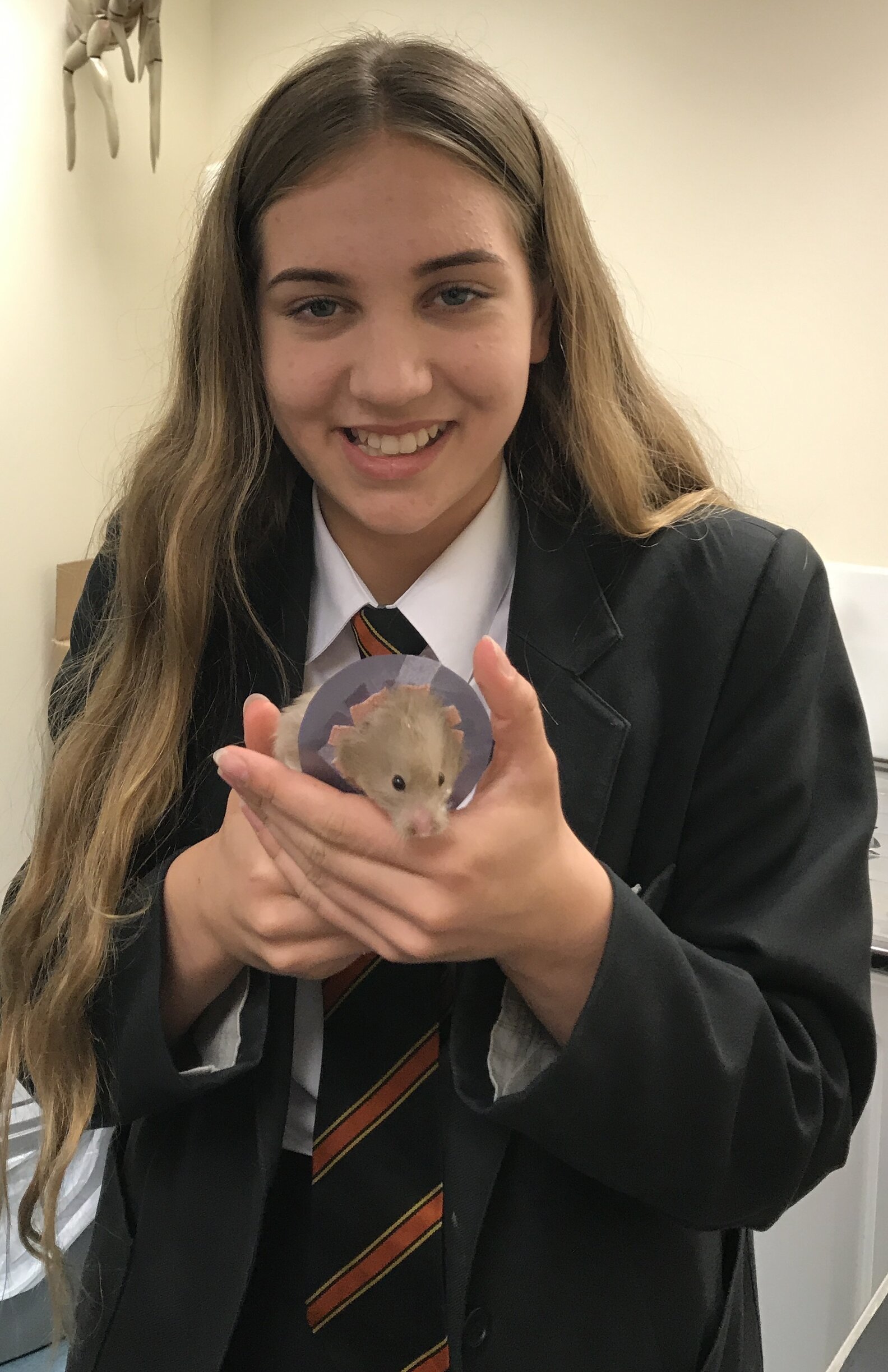 Vet Makes Tiny 'Cone Of Shame' For Hamster Who Had Surgery - The Dodo