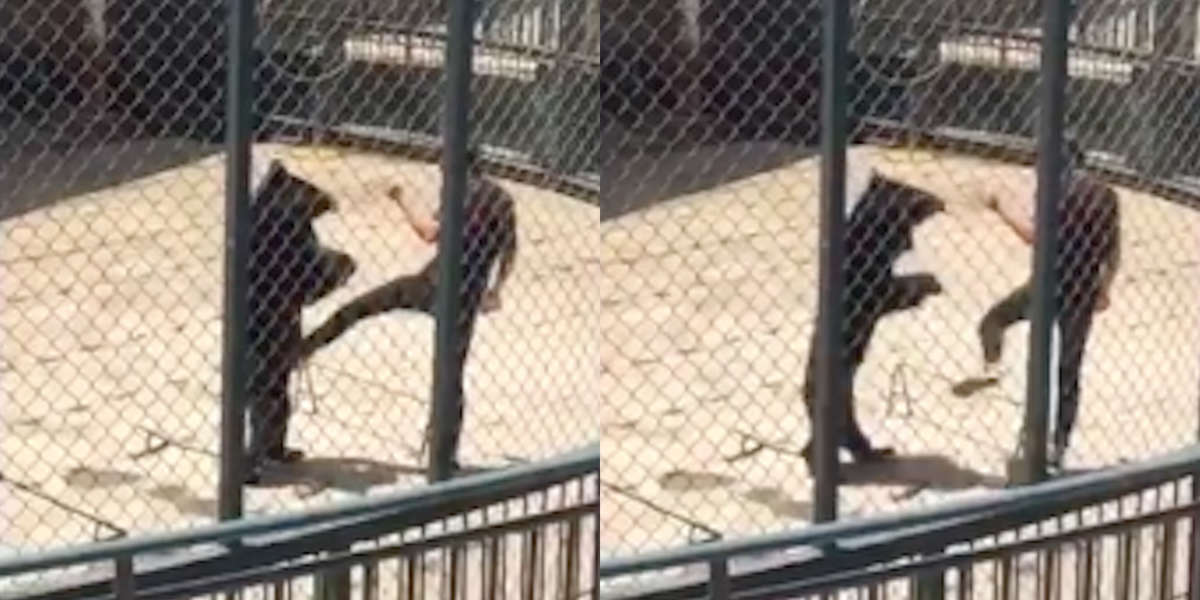 Circus Bear Kicked By Trainer In Viral Video - The Dodo