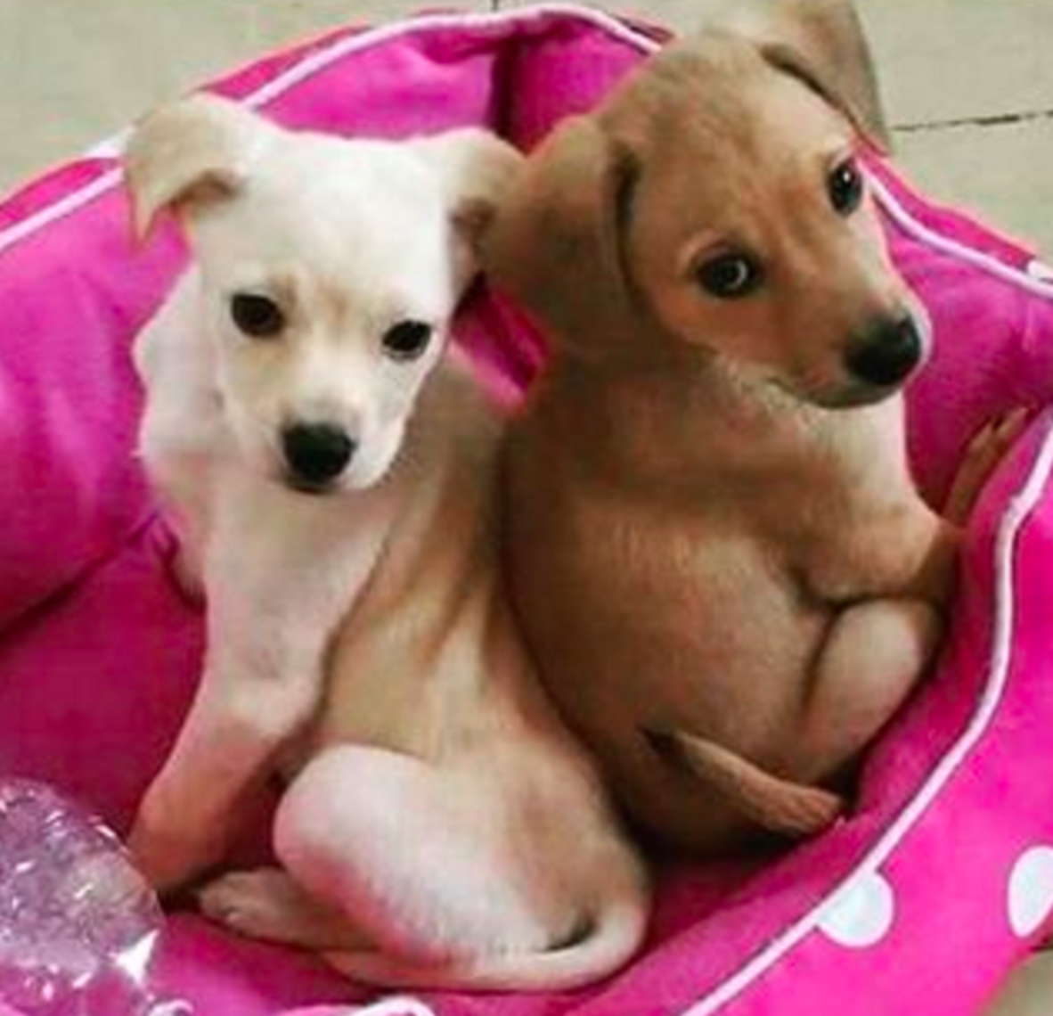 Inseparable Dog Siblings Are Adopted Together - The Dodo