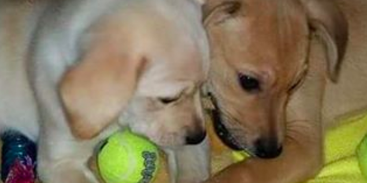 Inseparable Dog Siblings Are Adopted Together - The Dodo