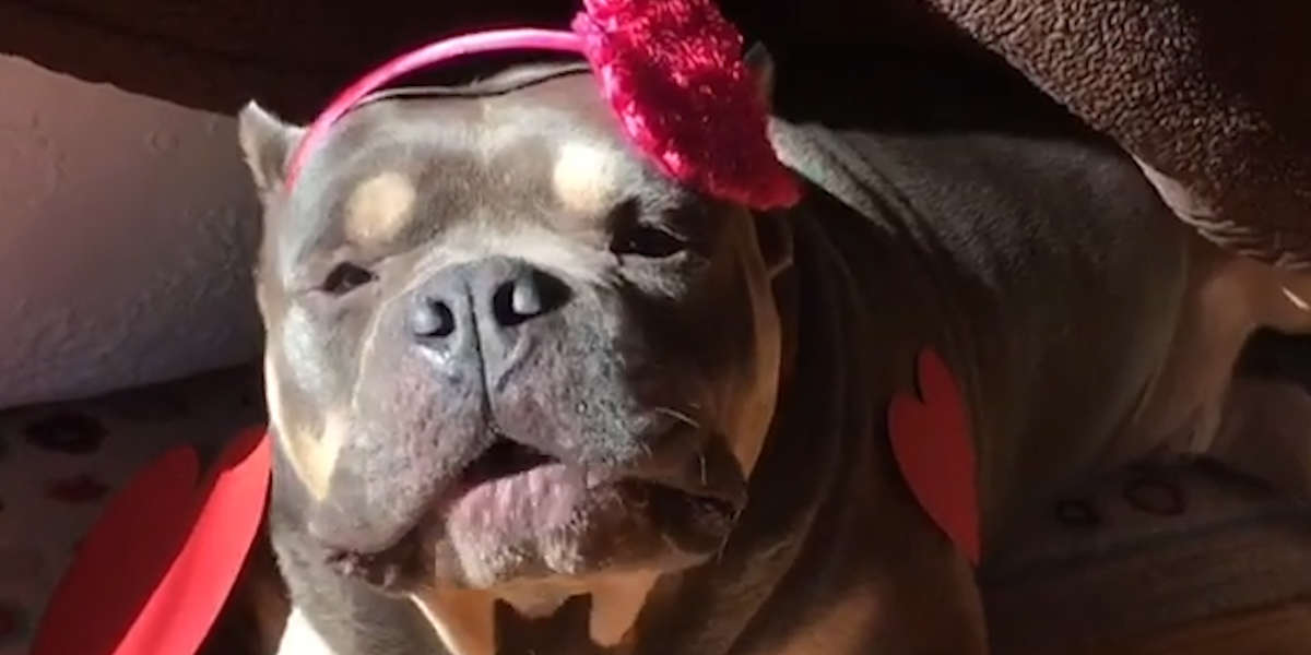 Big Rescue Dog Is A Gentle Giant - Videos - The Dodo