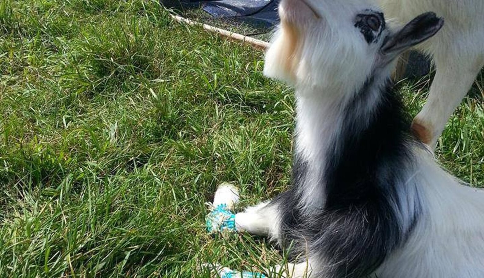 Paralyzed Rescue Goat Gets Pampered With Daily Blowouts - The Dodo