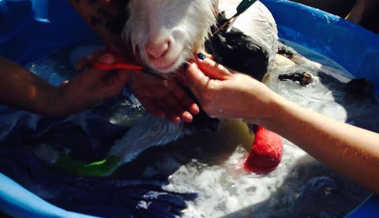 Paralyzed Rescue Goat Gets Pampered With Daily Blowouts - The Dodo