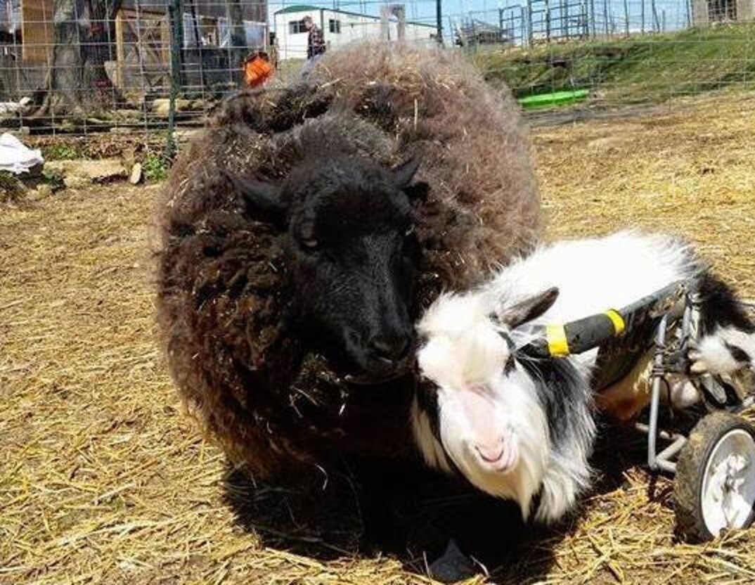 Paralyzed Rescue Goat Gets Pampered With Daily Blowouts - The Dodo