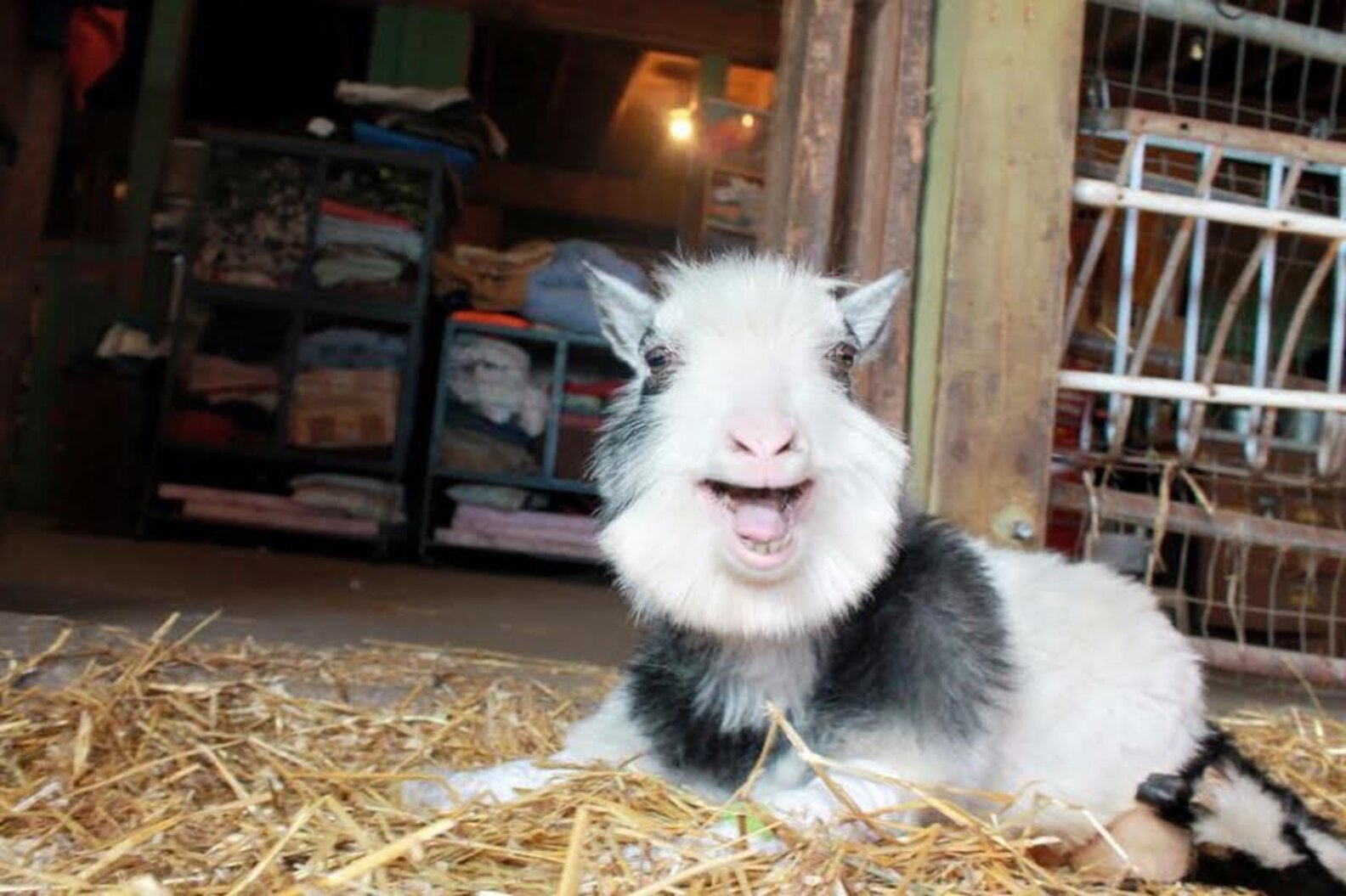 Paralyzed Rescue Goat Gets Pampered With Daily Blowouts - The Dodo