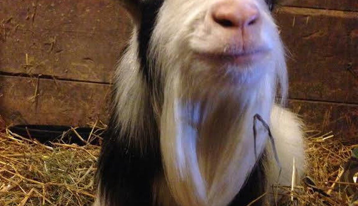 Paralyzed Rescue Goat Gets Pampered With Daily Blowouts - The Dodo