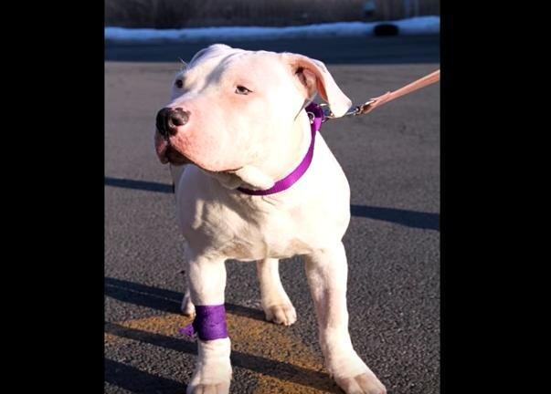 Pit Bull Survives After He’s Accidentally Poisoned — Twice - The Dodo