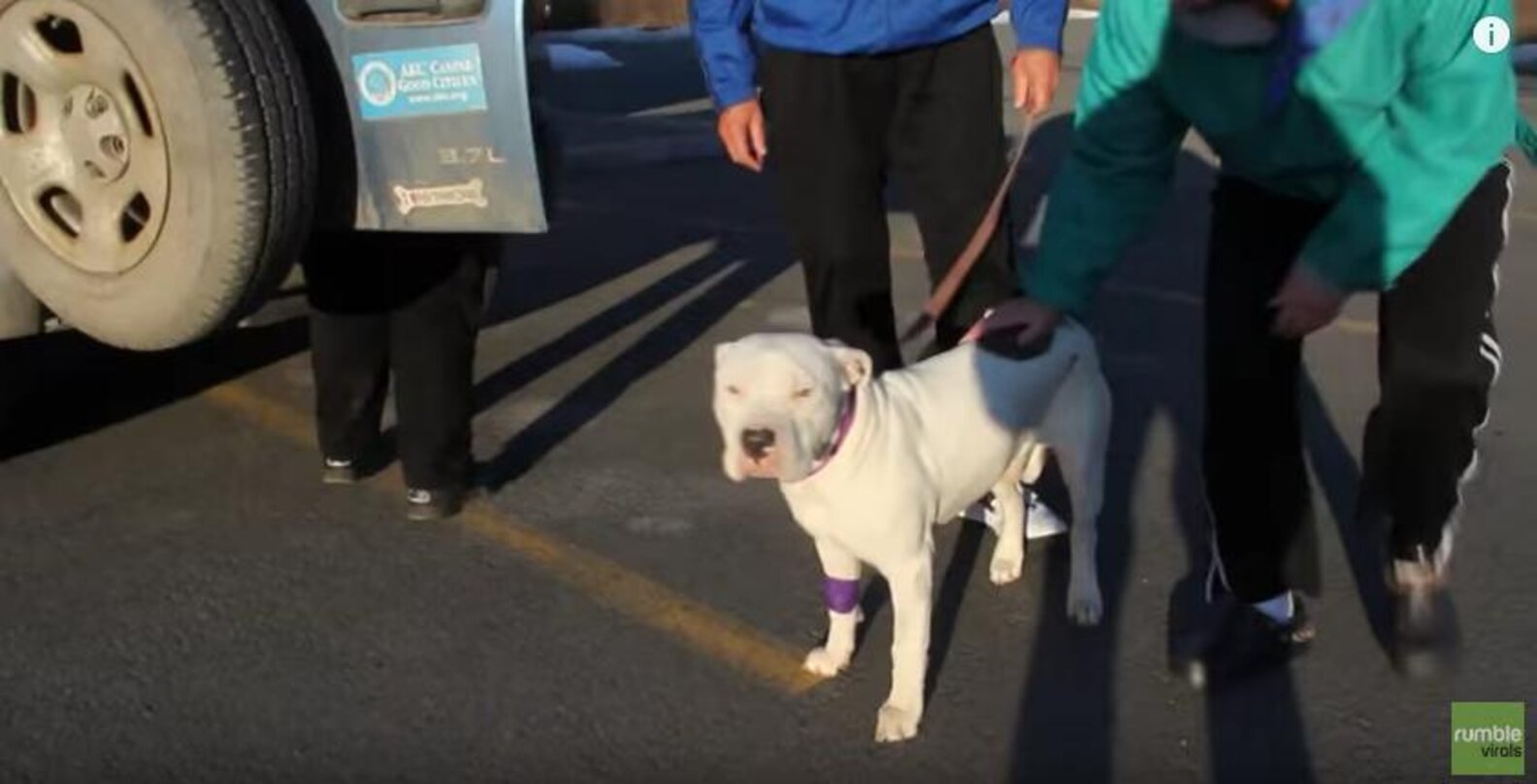 Pit Bull Survives After He’s Accidentally Poisoned — Twice - The Dodo
