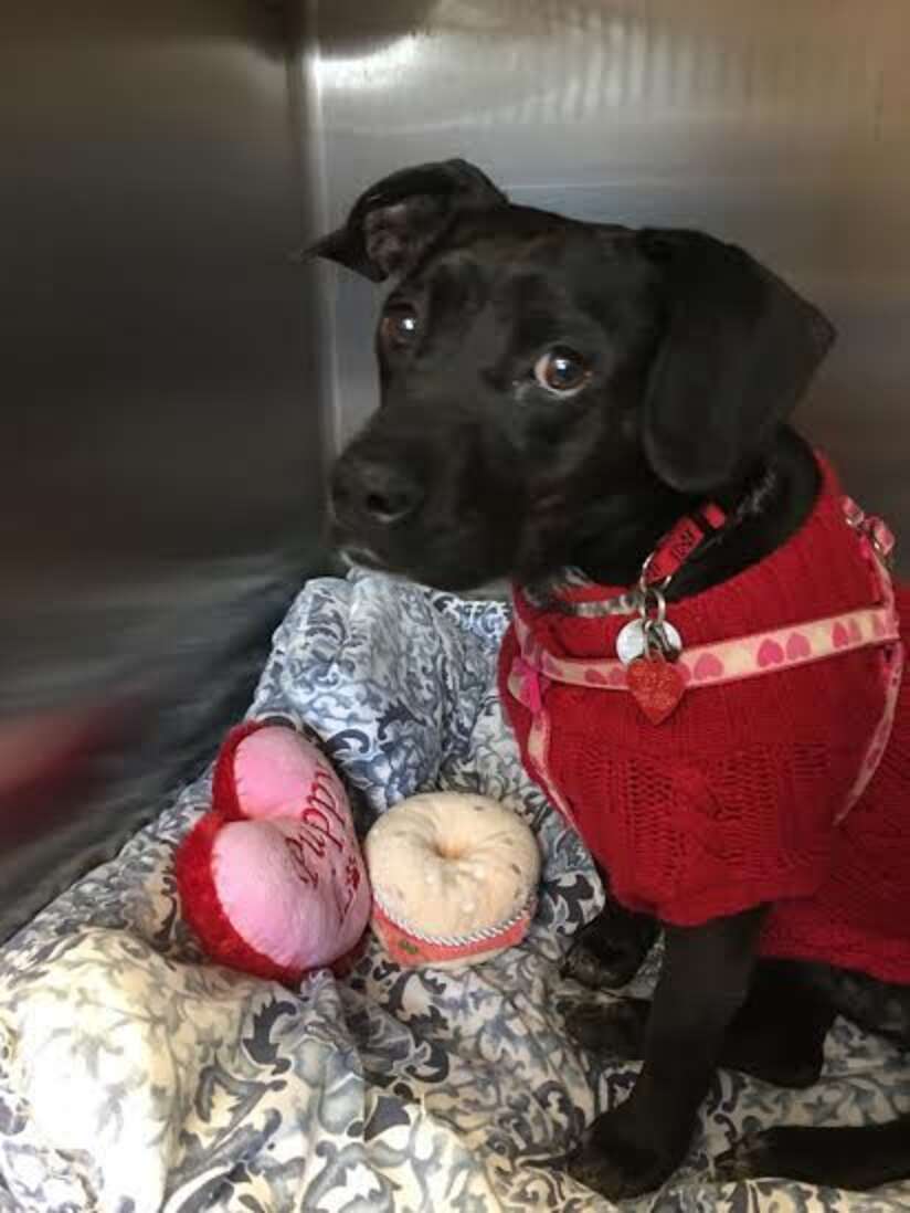 Shy Dog Hides The Saddest Secret Inside Of Her Body - The Dodo