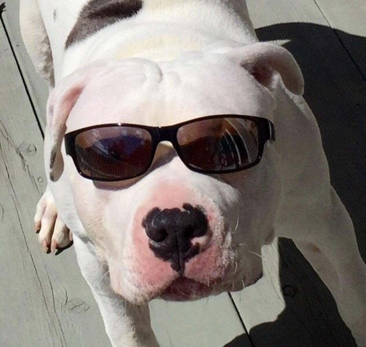 Pit Bull Survives After He’s Accidentally Poisoned — Twice - The Dodo