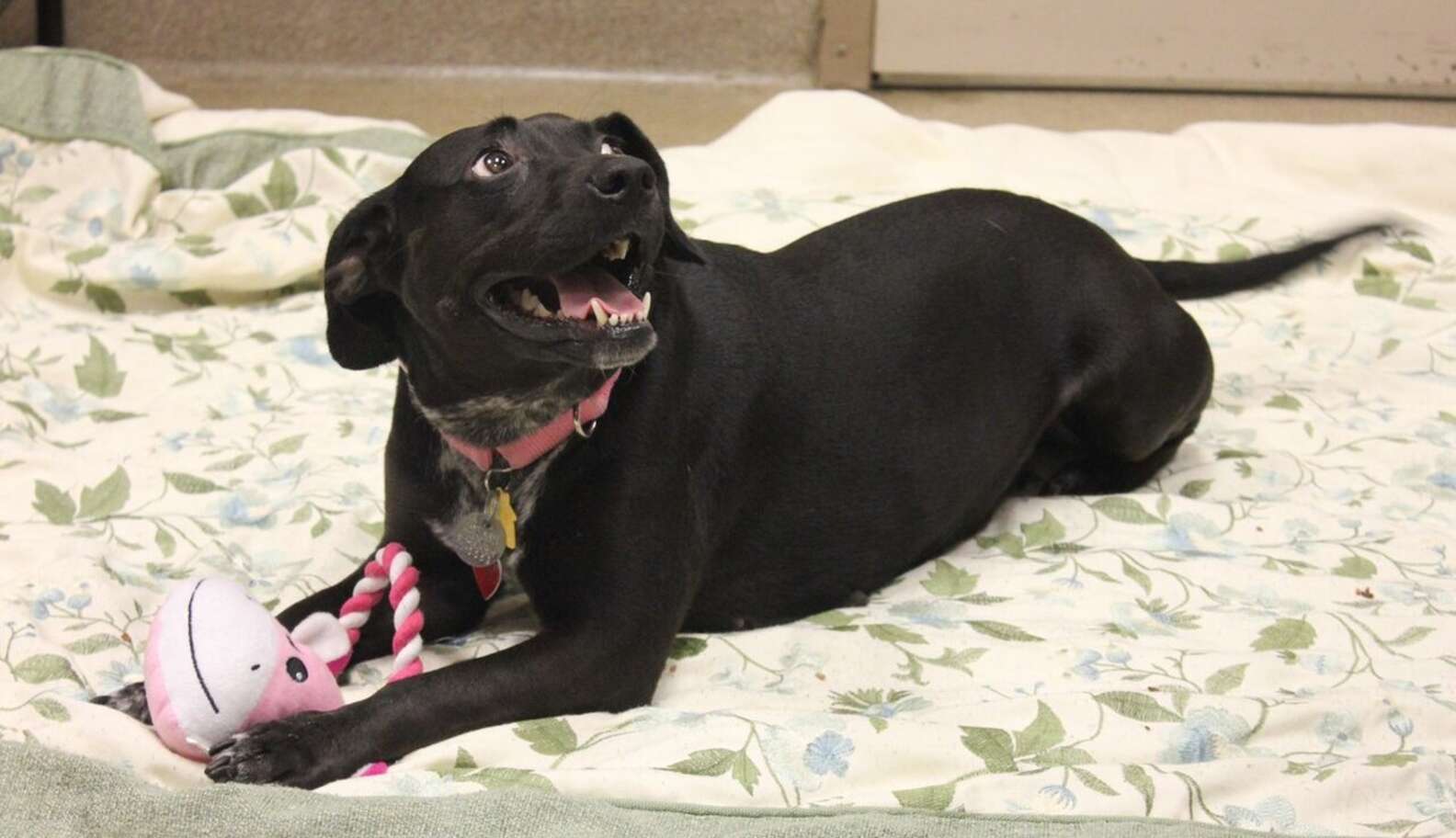 Shy Dog Hides The Saddest Secret Inside Of Her Body - The Dodo