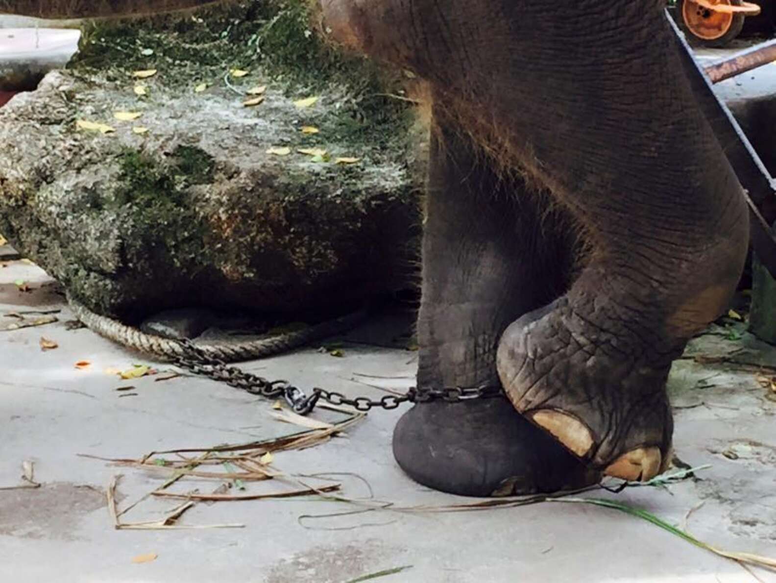 Elephants Chained Up At This Zoo Are Literally Going Crazy - The Dodo