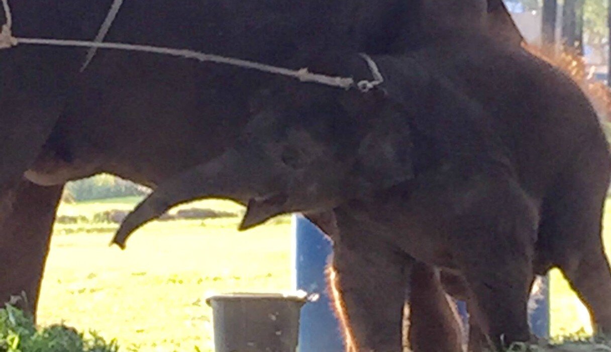 Elephants Chained Up At This Zoo Are Literally Going Crazy - The Dodo