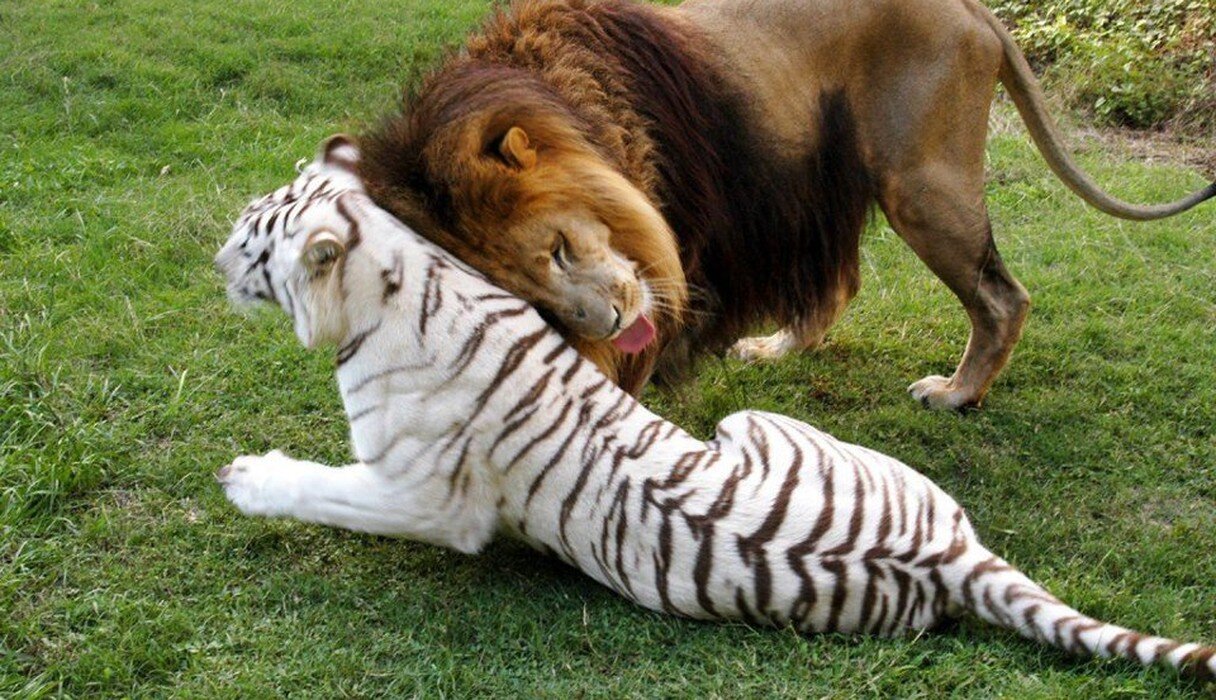 White Tiger And Lion Mating