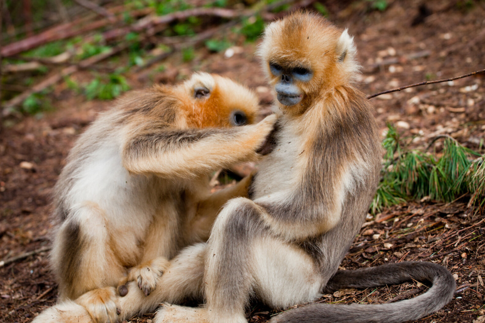 Monkey Comforts His Wife In Her Last Moments - The Dodo