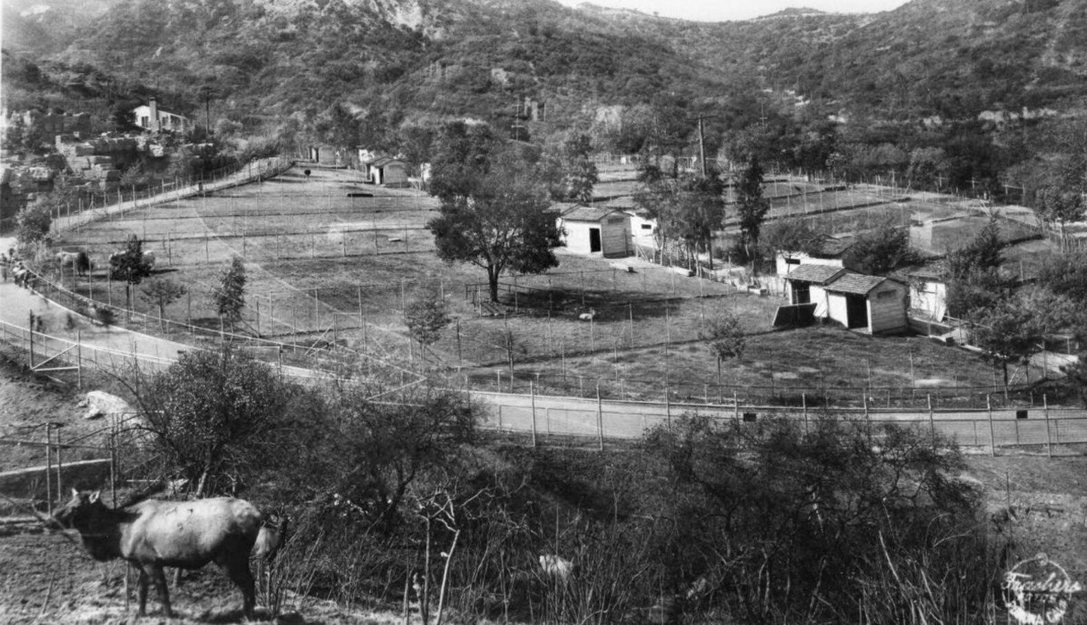 Haunting Photos Show How Zoo Looked Decades Ago - The Dodo