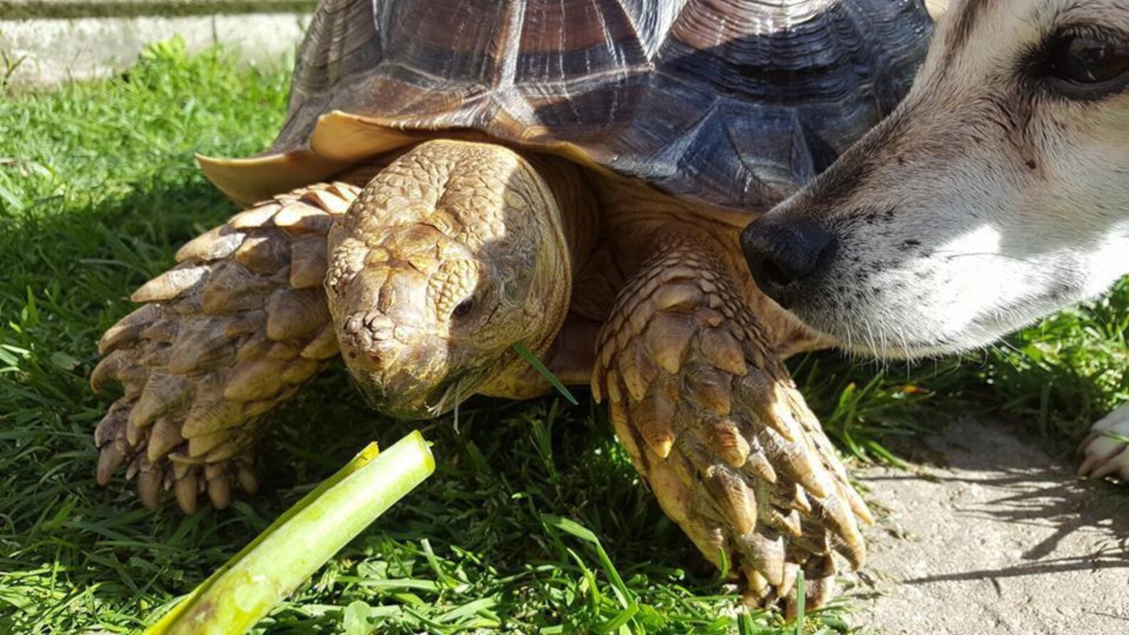 Rescue Dog Loses Her Eye — And Gains A Baby Tortoise - The Dodo