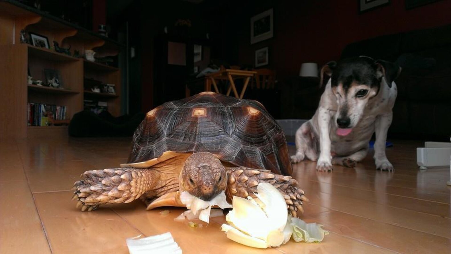 Rescue Dog Loses Her Eye — And Gains A Baby Tortoise - The Dodo