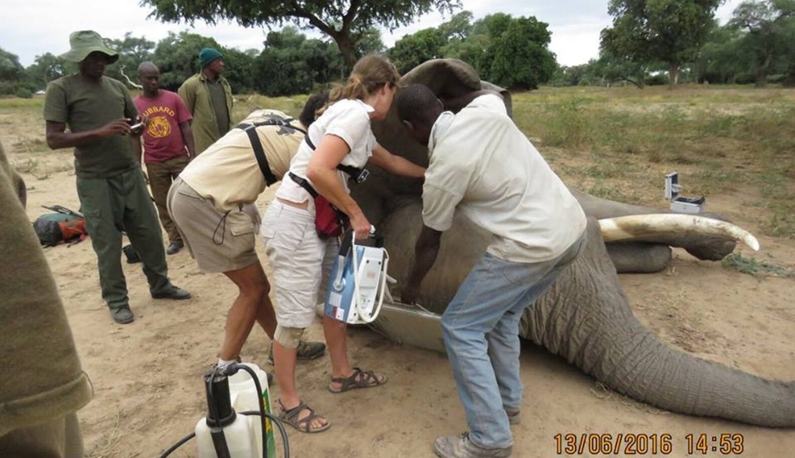 Gentle Elephant Shot In Head Walks Up To Truck To Ask For Help - The Dodo