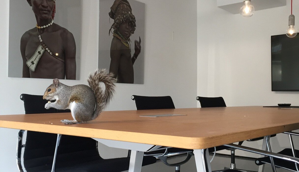 Hundreds Of People Are Trying To Save Office Squirrel - The Dodo