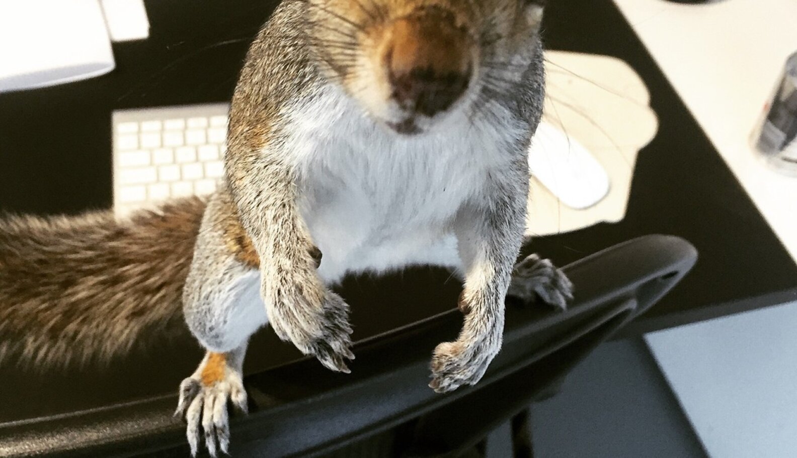 Hundreds Of People Are Trying To Save Office Squirrel - The Dodo