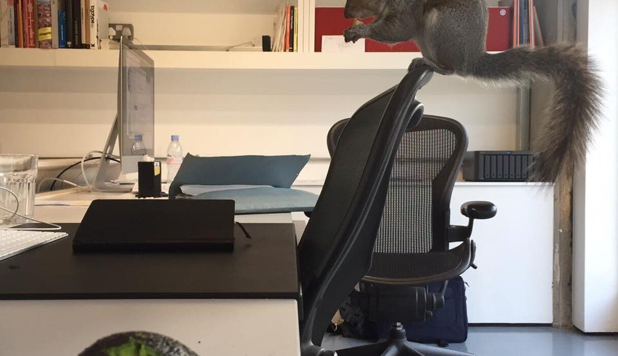 Hundreds Of People Are Trying To Save Office Squirrel - The Dodo