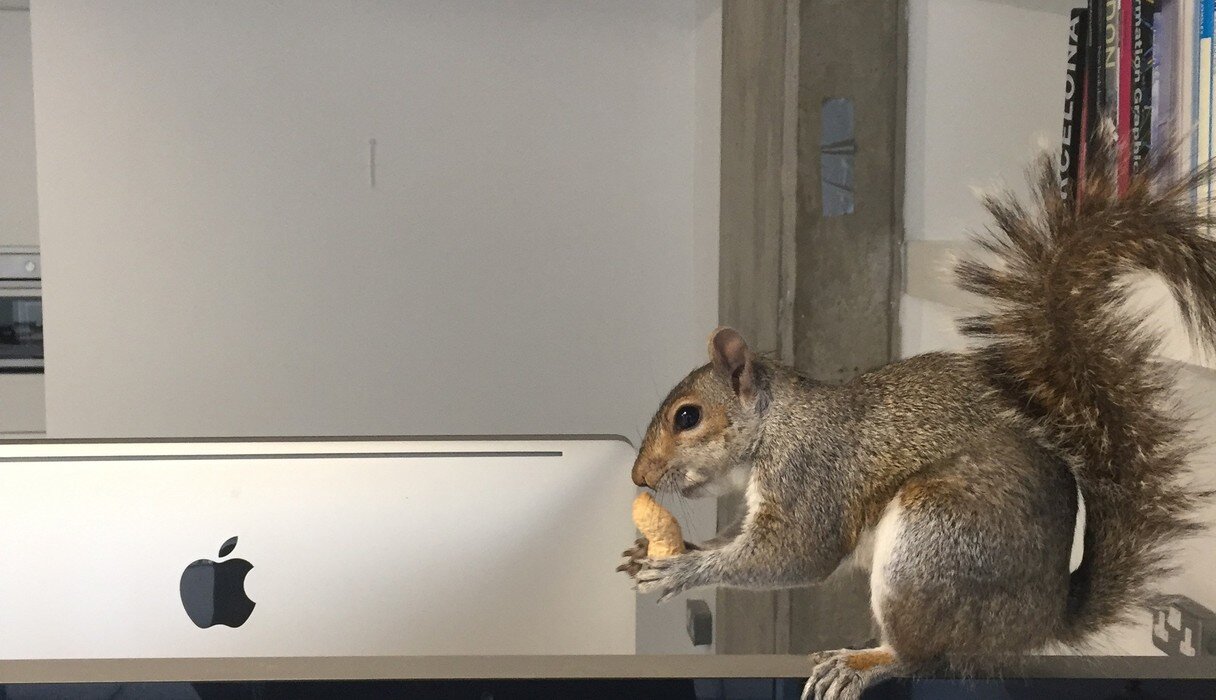 Hundreds Of People Are Trying To Save Office Squirrel - The Dodo