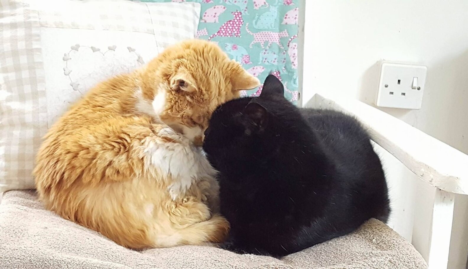Old Cats Become Best Friends After Losing Loved Ones - The Dodo