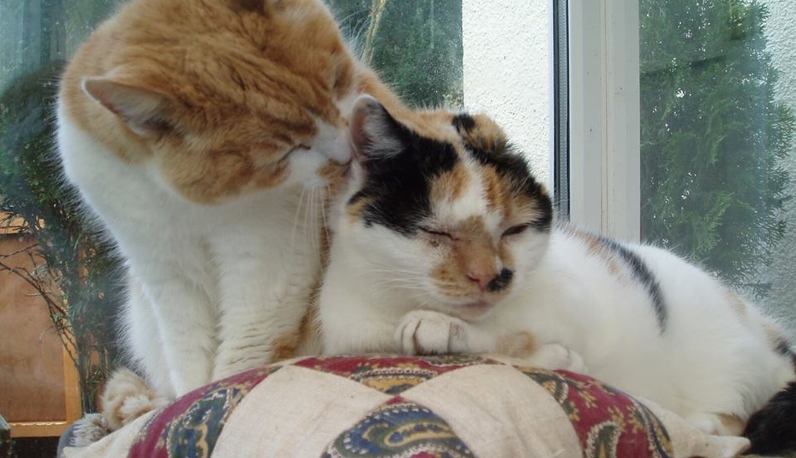 Old Cats Become Best Friends After Losing Loved Ones - The Dodo