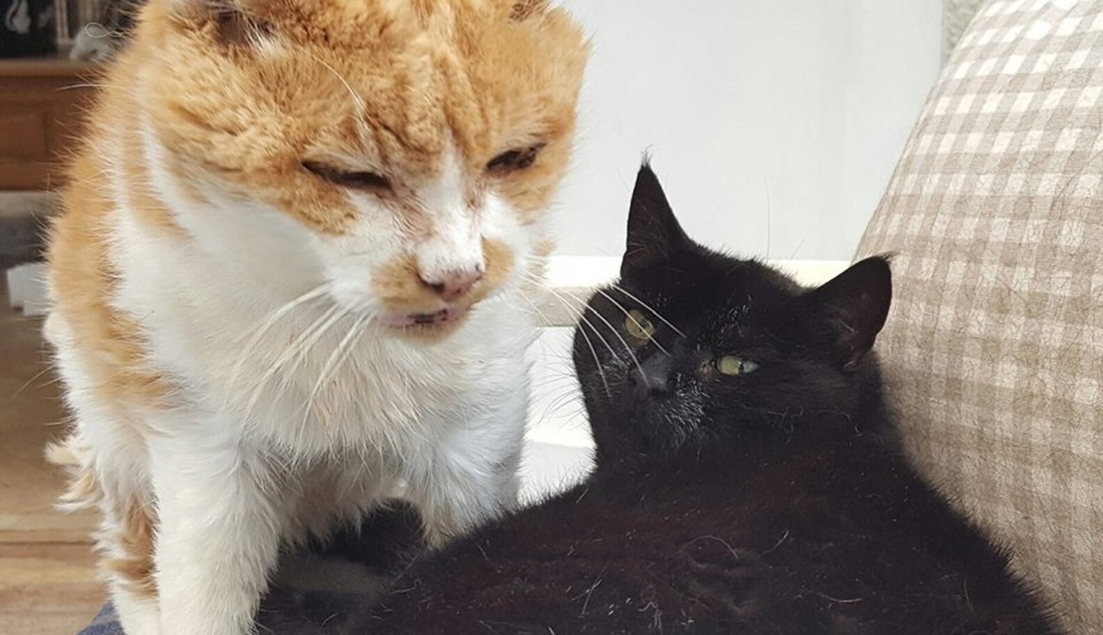 Old Cats Become Best Friends After Losing Loved Ones - The Dodo