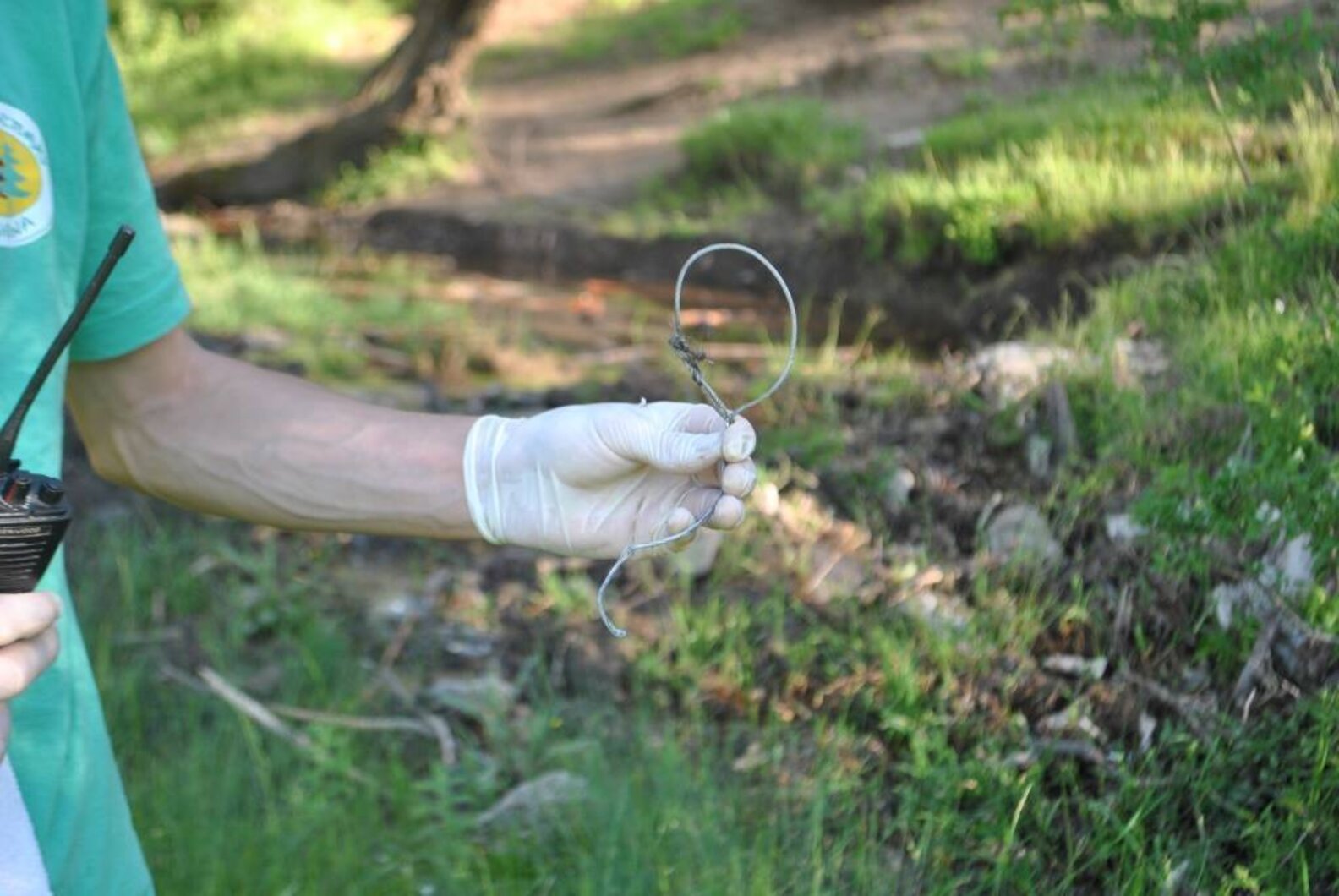 Bear Who Was Dying In A Trap Had No Idea Help Was Coming - The Dodo