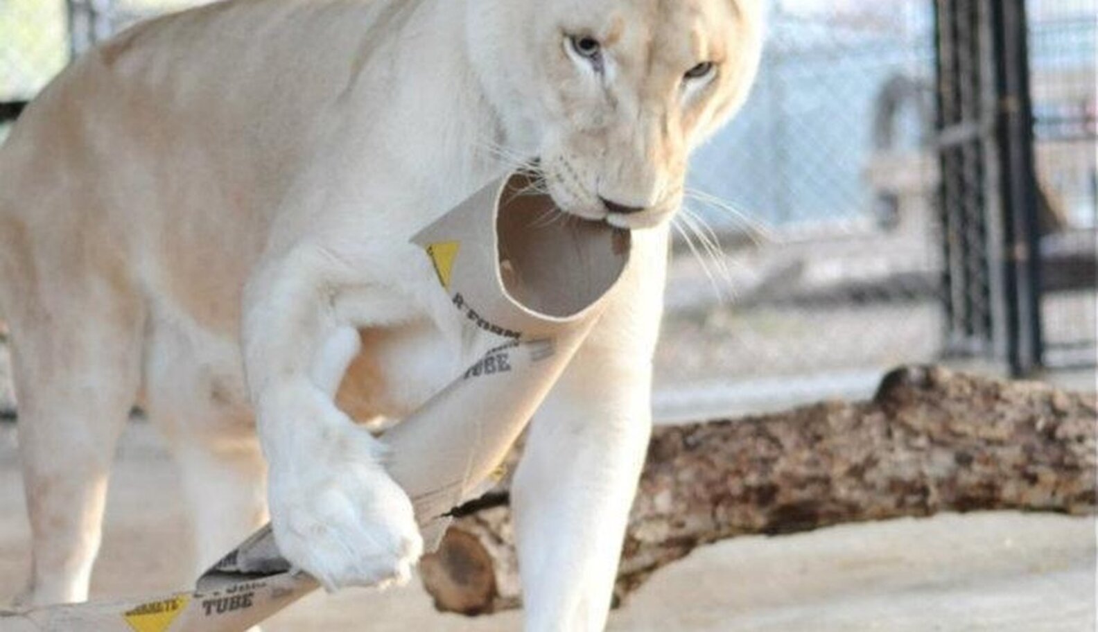 Lion Was So Sick She Almost Died — But Then She Found Love - The Dodo