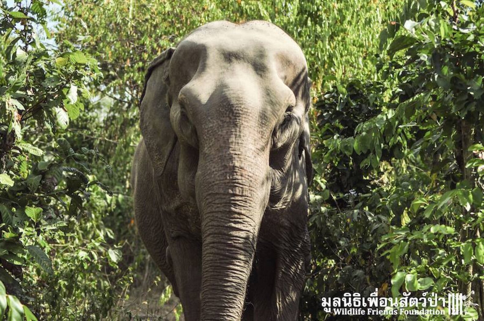 Old Elephants Forced To Give Rides For Decades Are Now Best Friends ...