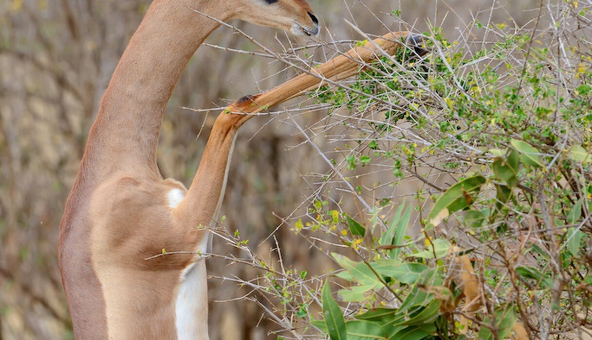 Meet The Animal Who Never Drinks A Single Sip Of Water - The Dodo