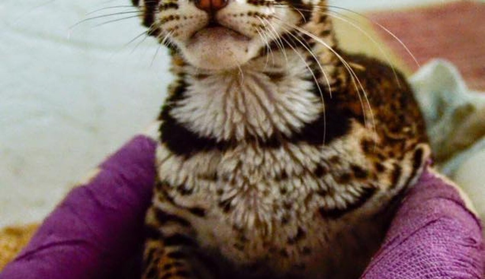 Little Wild Cat Survives Attack And Gets Fitted With Tiny Casts - The Dodo