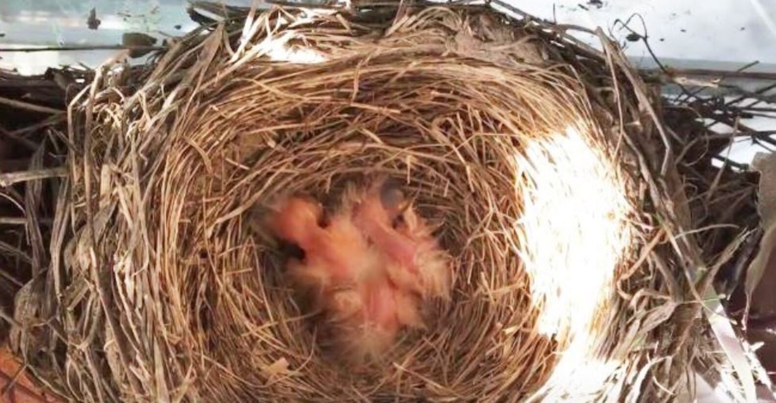 Someone Left A Surprise On This Family's Doorstep - The Dodo