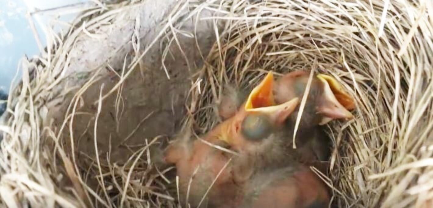 Someone Left A Surprise On This Family's Doorstep - The Dodo