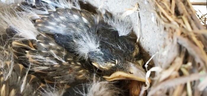 Someone Left A Surprise On This Family's Doorstep - The Dodo