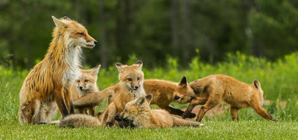 Man Writes The Sweetest Tribute To The World's Best Fox Dad - The Dodo