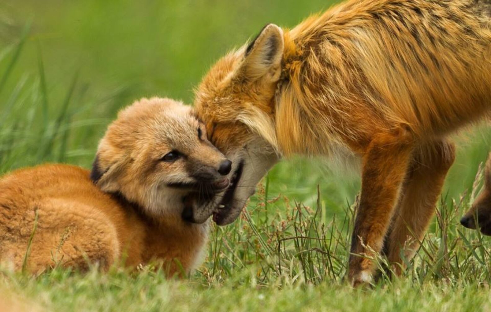 Man Writes The Sweetest Tribute To The World's Best Fox Dad - The Dodo