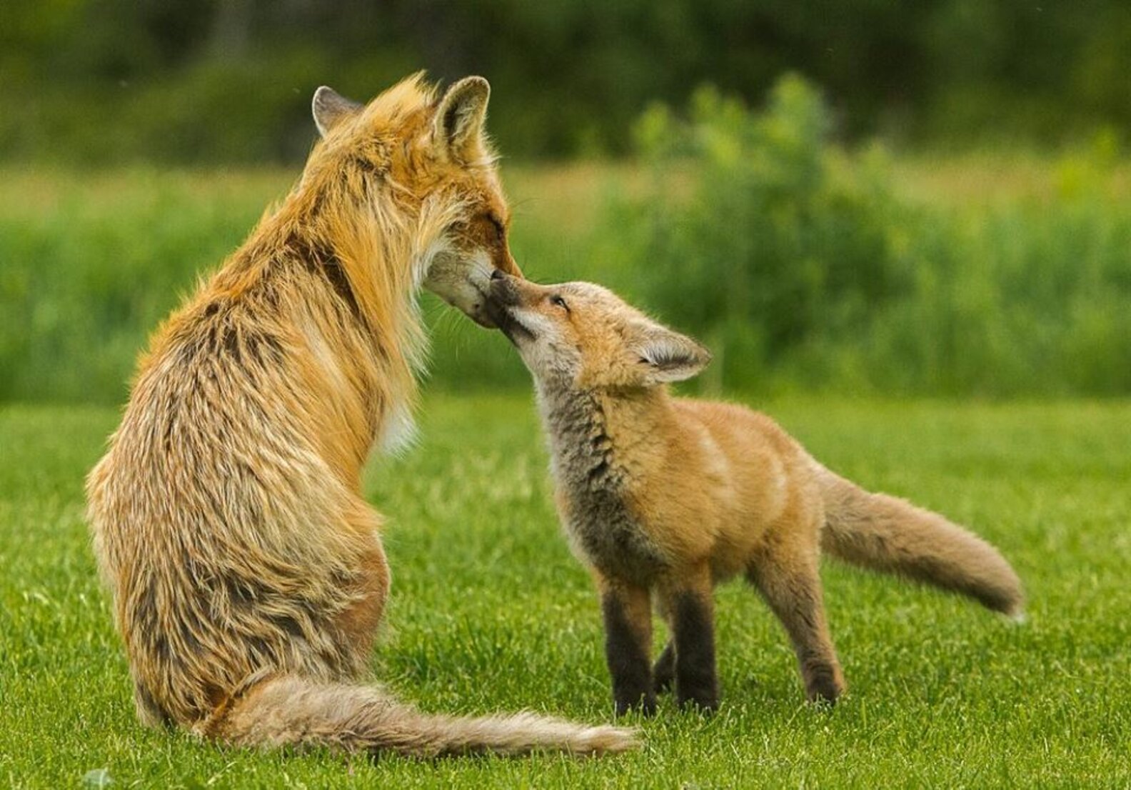 Man Writes The Sweetest Tribute To The World's Best Fox Dad - The Dodo