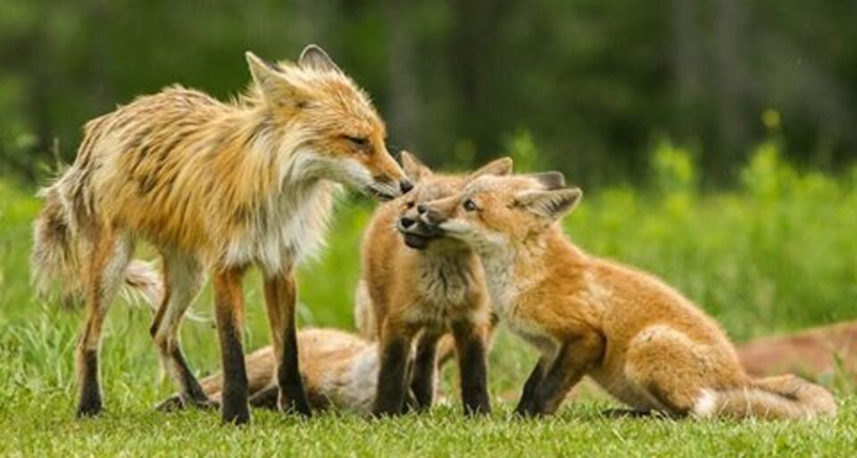 Man Writes The Sweetest Tribute To The World's Best Fox Dad - The Dodo
