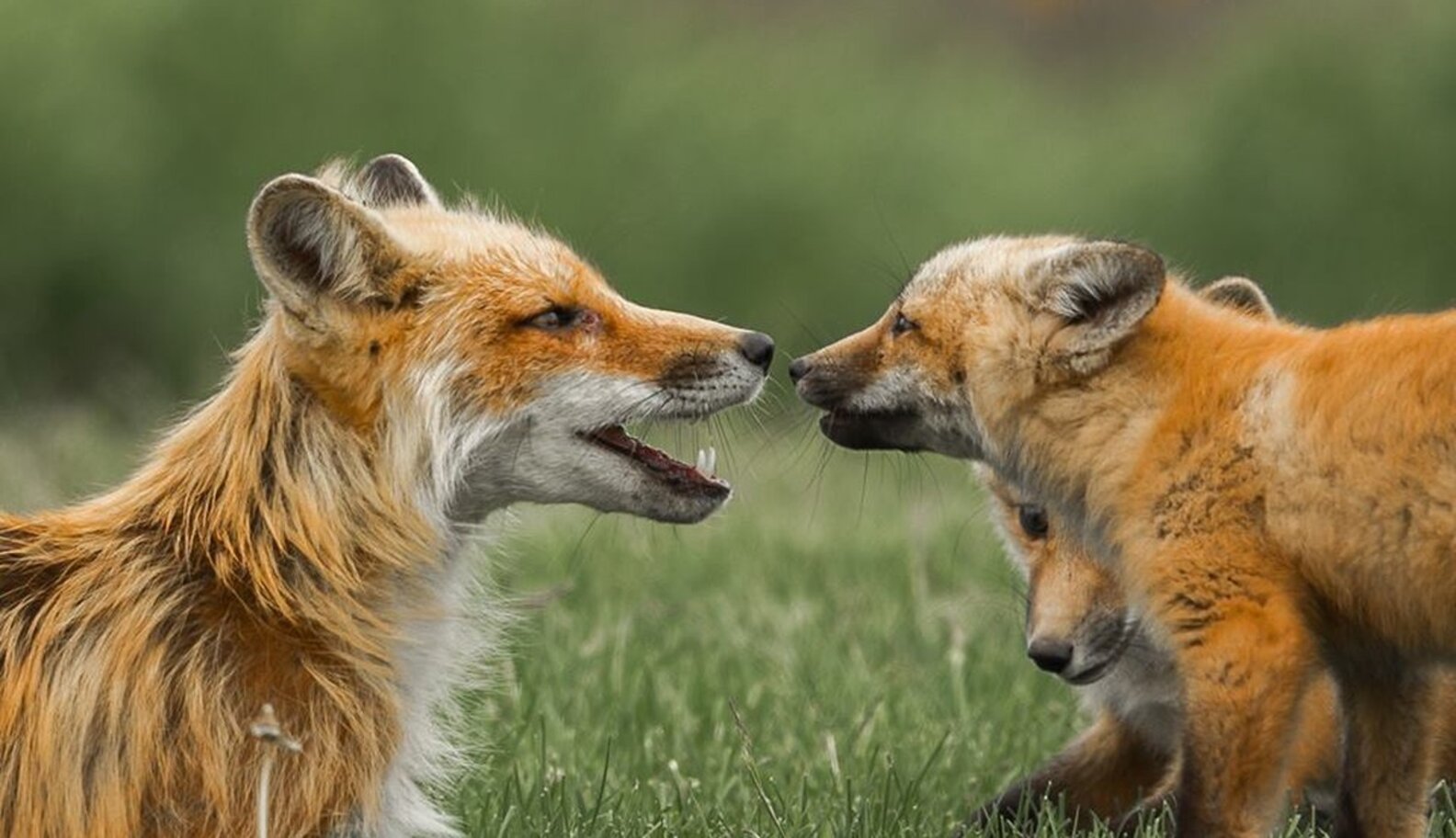 Man Writes The Sweetest Tribute To The World's Best Fox Dad - The Dodo