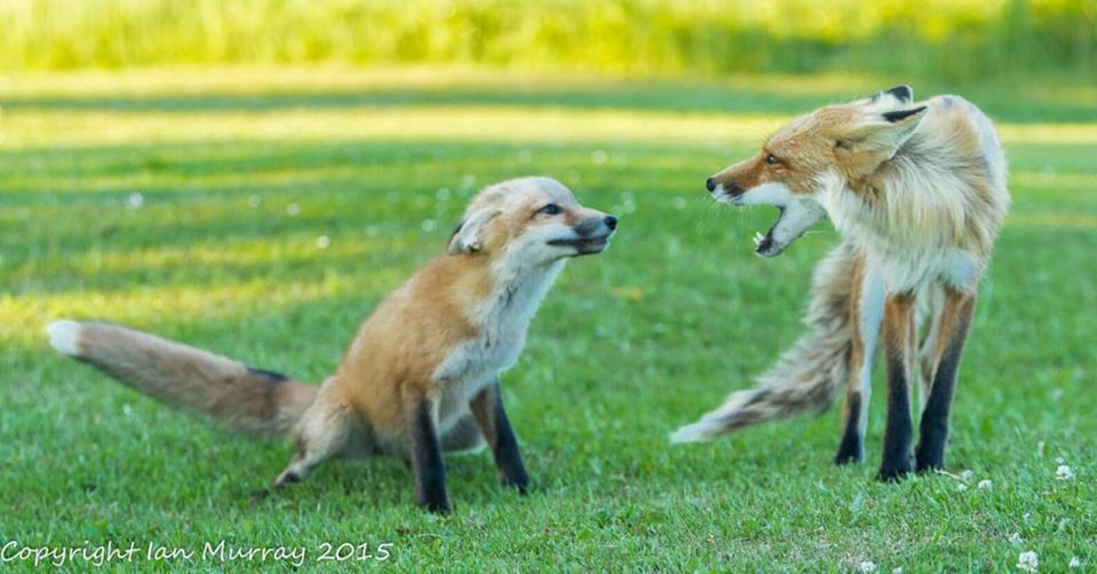Man Writes The Sweetest Tribute To The World's Best Fox Dad - The Dodo