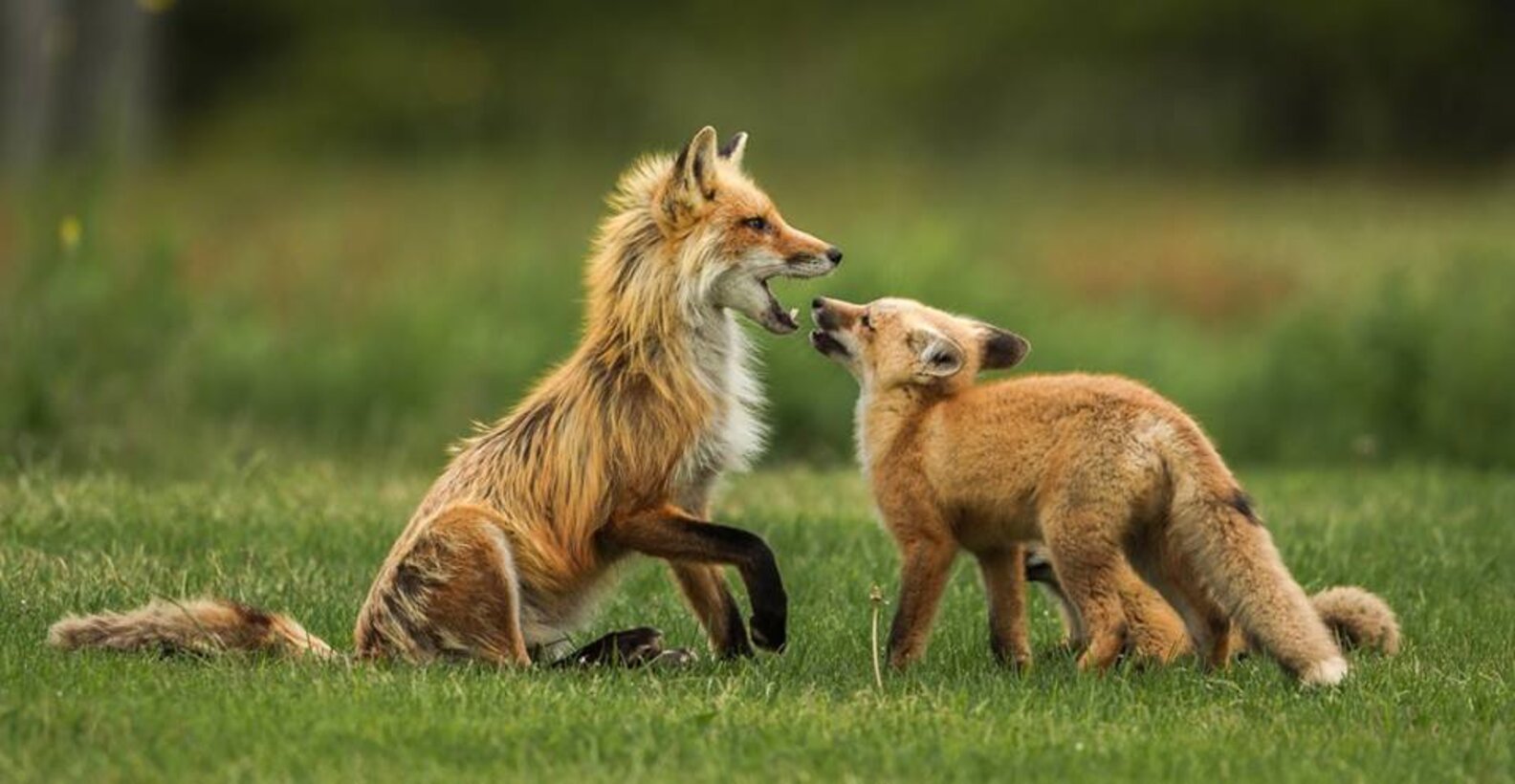 Man Writes The Sweetest Tribute To The World's Best Fox Dad - The Dodo