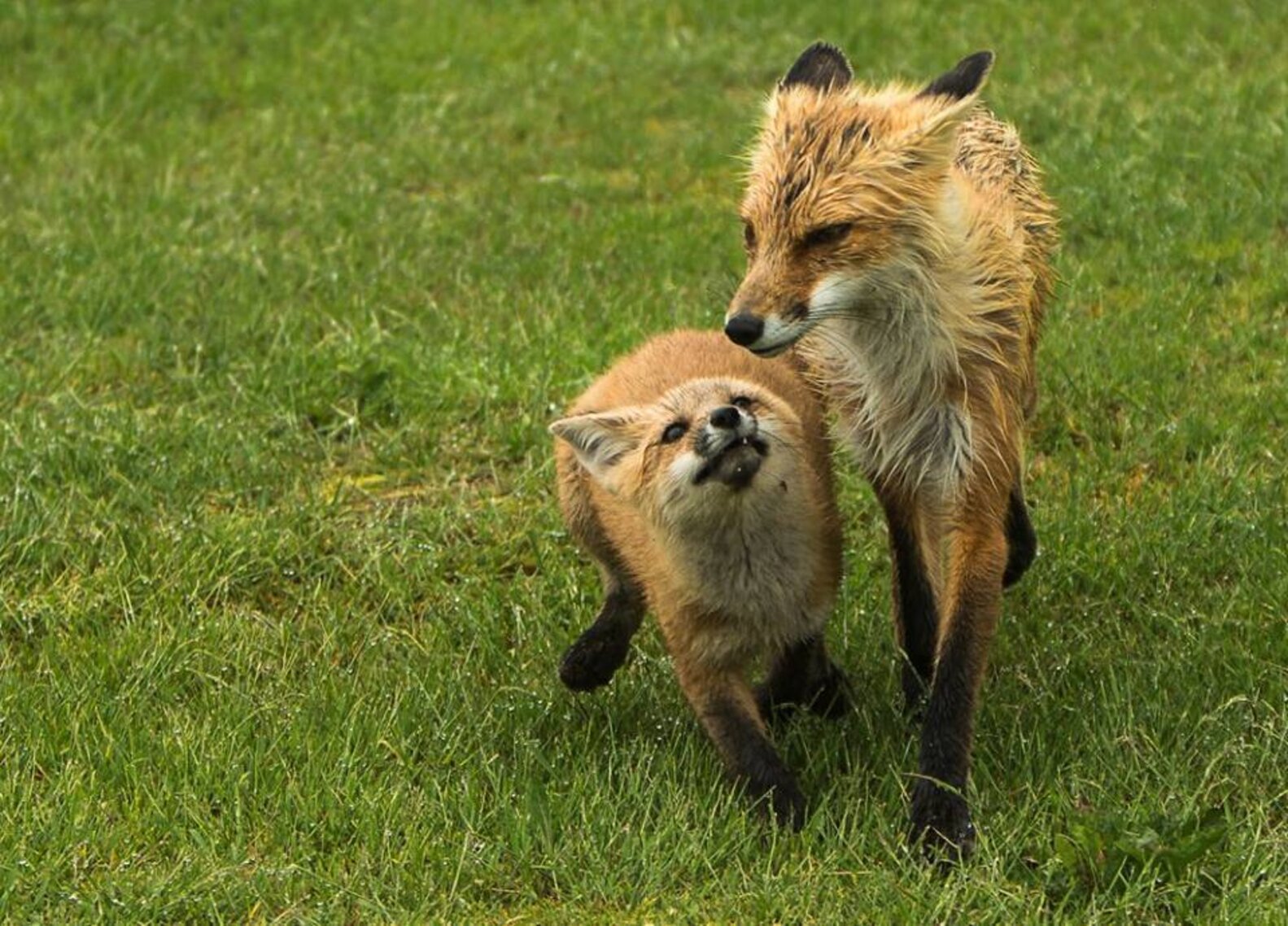Man Writes The Sweetest Tribute To The World's Best Fox Dad - The Dodo